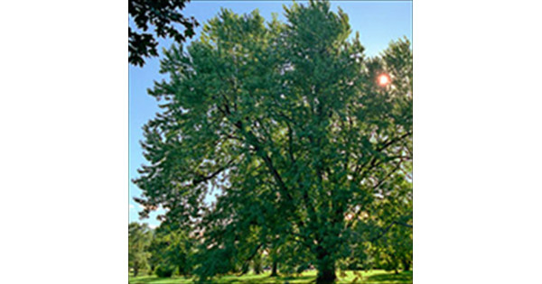 Greenhouse Plug-Silver Maple - Ferguson Tree Nursery