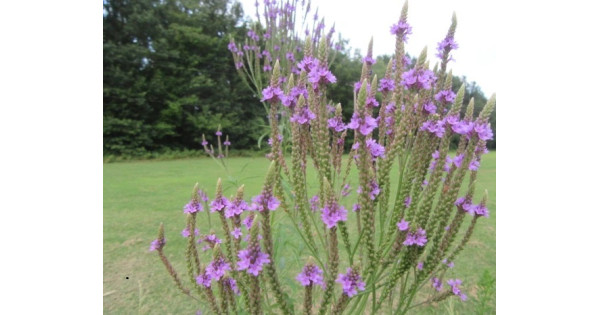 f-(Blue Vervain) (Verbena hastata) (1 Gal) - Ferguson Tree Nursery