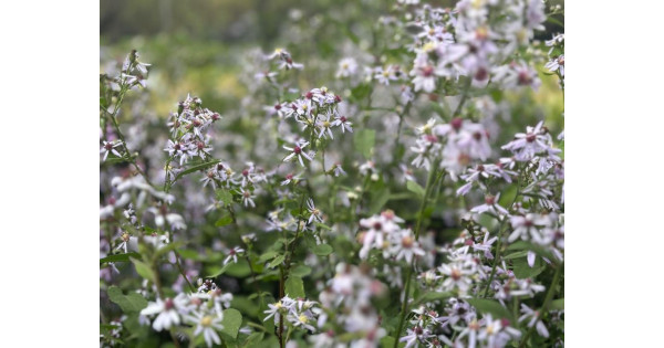 Blue Wood Aster (Symphyotrichum cordifolium) (3") - Ferguson Tree Nursery