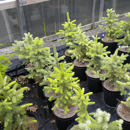 Colorado Spruce (2 gallon) - Ferguson Tree Nursery