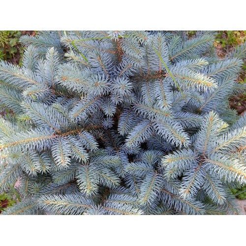 Colorado Spruce (60cm+) - Ferguson Tree Nursery