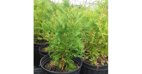 Eastern White Cedar (2 gallon) - Ferguson Tree Nursery