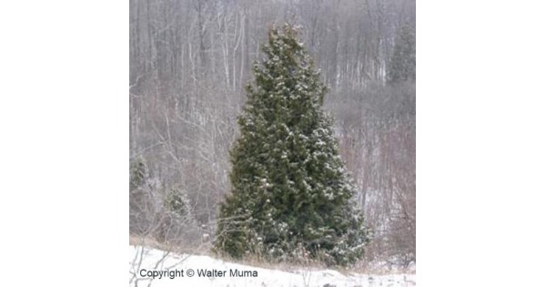Eastern White Cedar (P/G+1.5) - Ferguson Tree Nursery