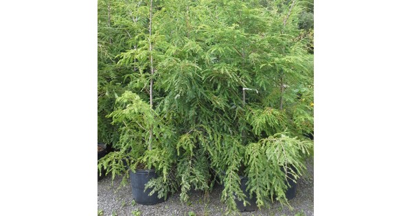 Eastern Hemlock (2 gallon) - Ferguson Tree Nursery