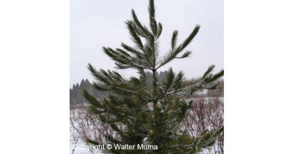 Red Pine (2 gallon) - Ferguson Tree Nursery