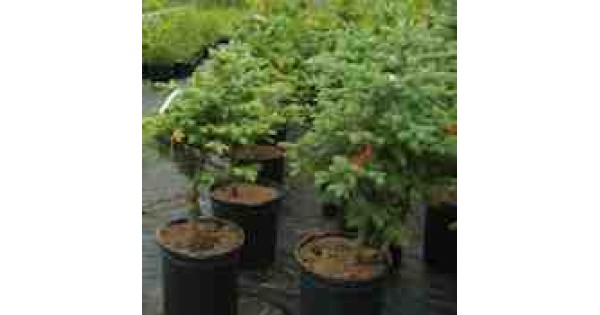 Potted Stock - Ferguson Tree Nursery