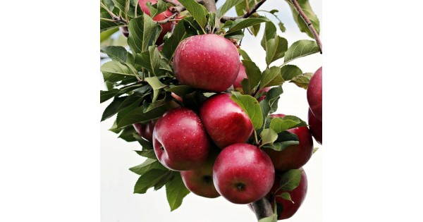 Apple 'Liberty' - Ferguson Tree Nursery