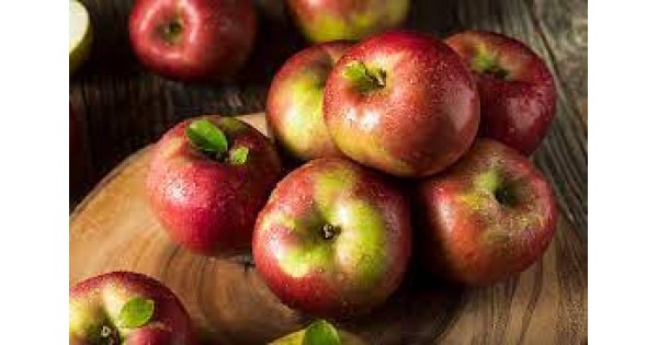 Apple 'MacIntosh' - Ferguson Tree Nursery
