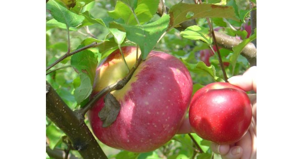 Apple 'Wolf River' - Ferguson Tree Nursery