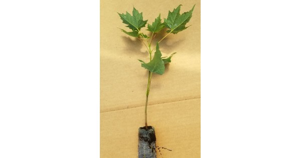 Greenhouse Plugs - Ferguson Tree Nursery