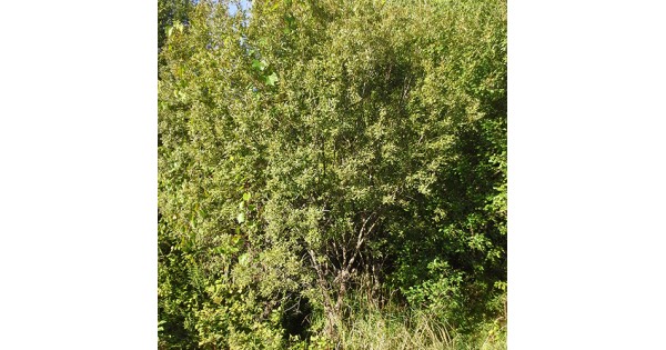 Bebb's Willow (1 gallon) - Ferguson Tree Nursery