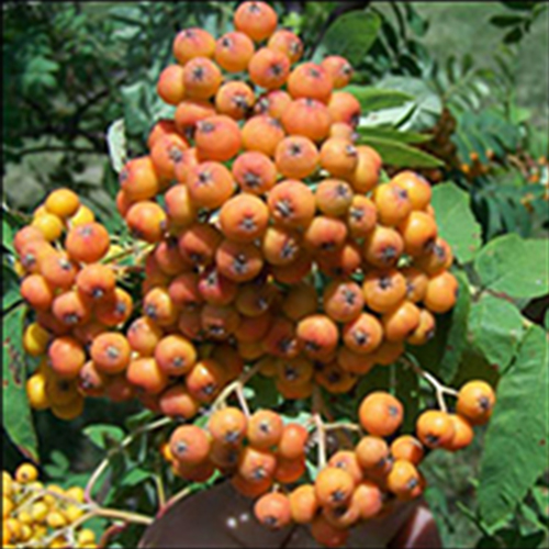 European Mountain Ash (3 gallon) - Ferguson Tree Nursery