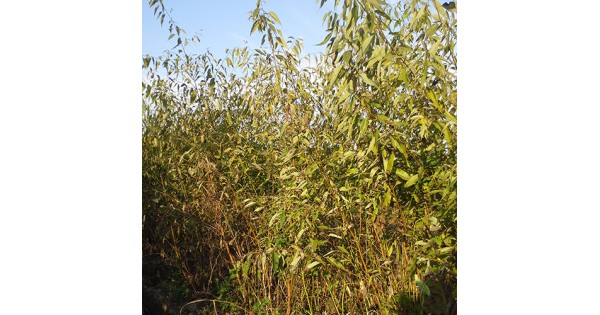 Peachleaf Willow (1/1) - Ferguson Tree Nursery