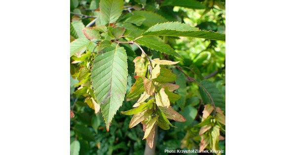 Blue Beech (2 gallon) - Ferguson Tree Nursery