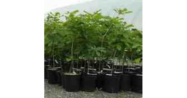 Potted Stock - Ferguson Tree Nursery