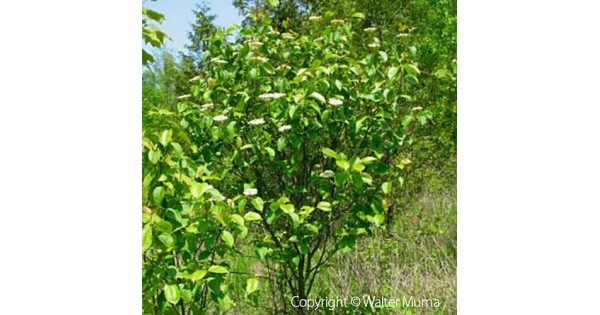 Nannyberry (2 gallon) - Ferguson Tree Nursery