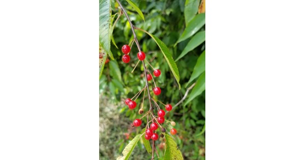 Pin Cherry (2 gallon) - Ferguson Tree Nursery
