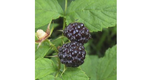 Black-cap Raspberry (1 gallon) - Ferguson Tree Nursery