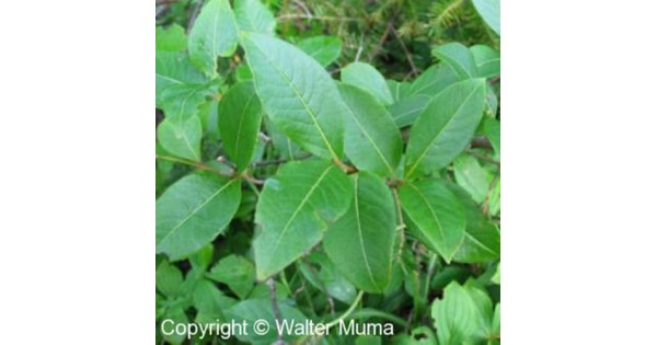 Wild Raisin (2 gallon) - Ferguson Tree Nursery
